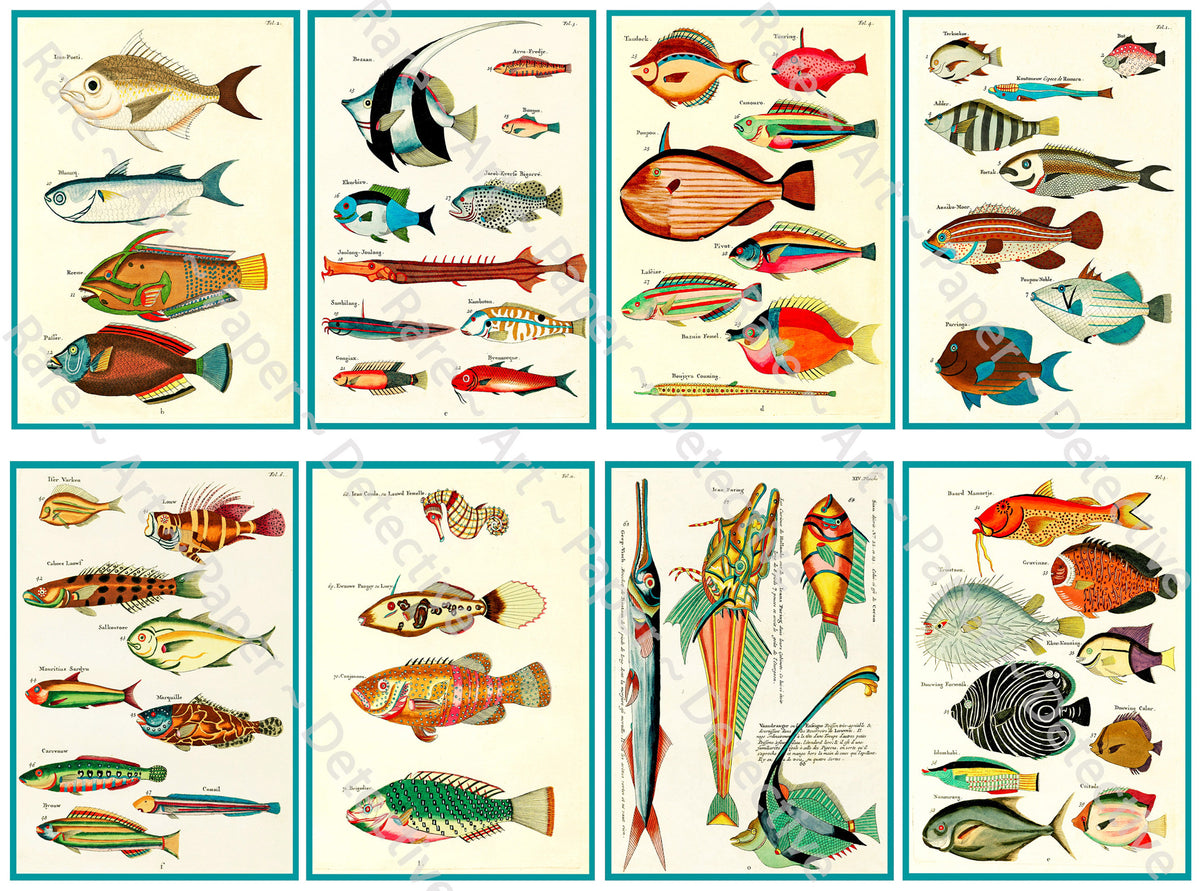 Colorful Tropical Fish Stickers, Antique Aquatic Identification Plate ...
