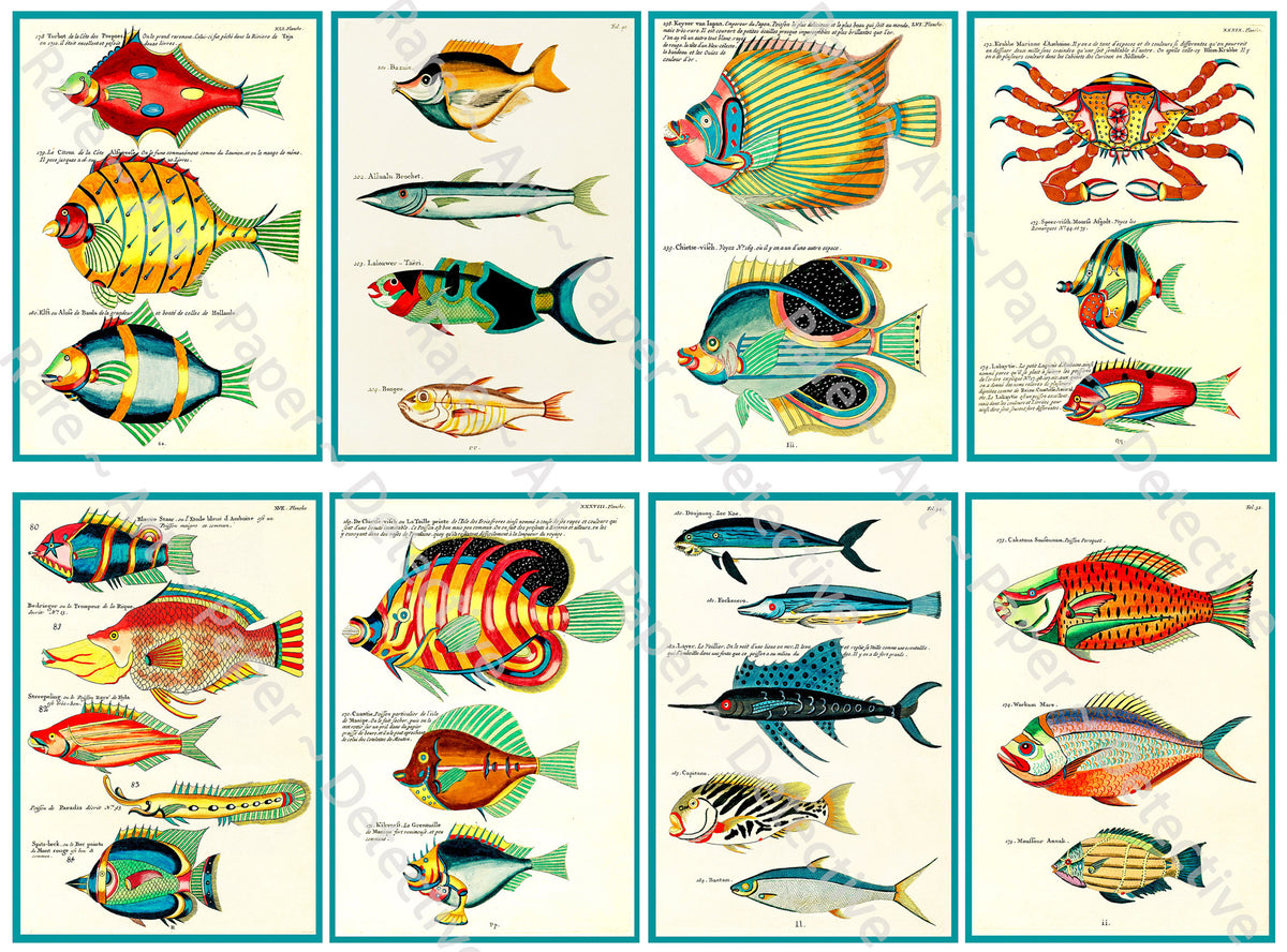 Vintage Tropical Fish Stickers, Antique Aquatic Identification Plate I ...
